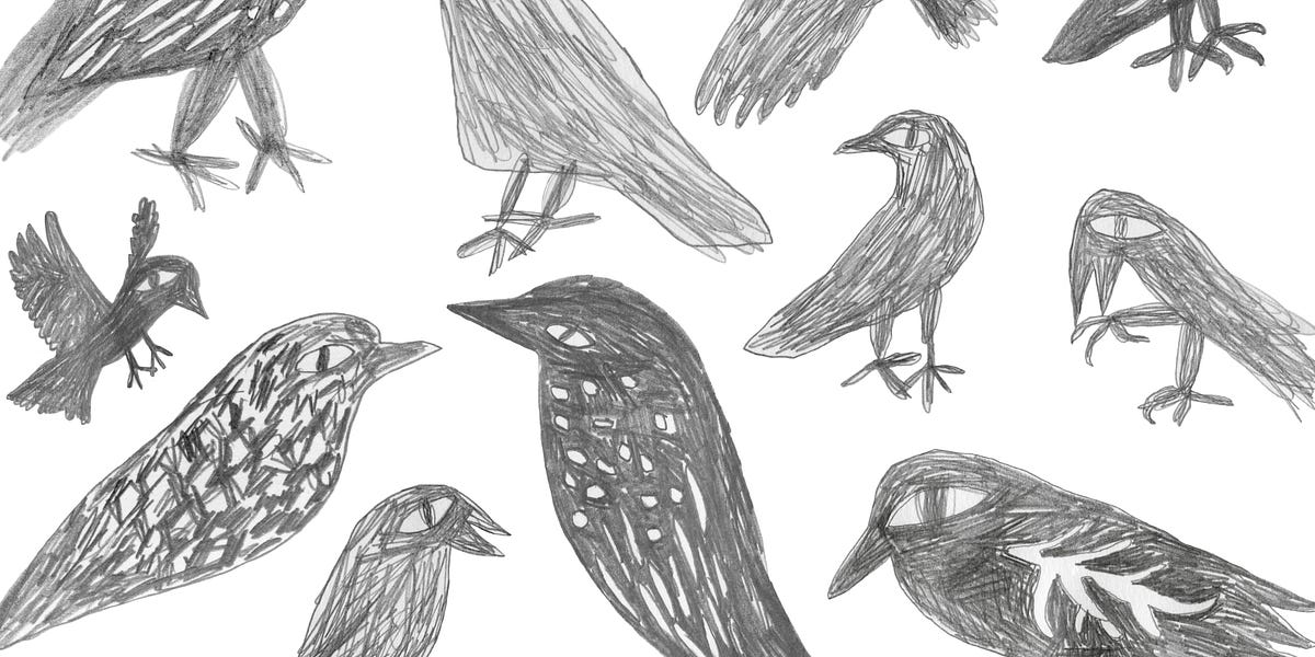 Guest post: Stray Attention - by Freya Rohn