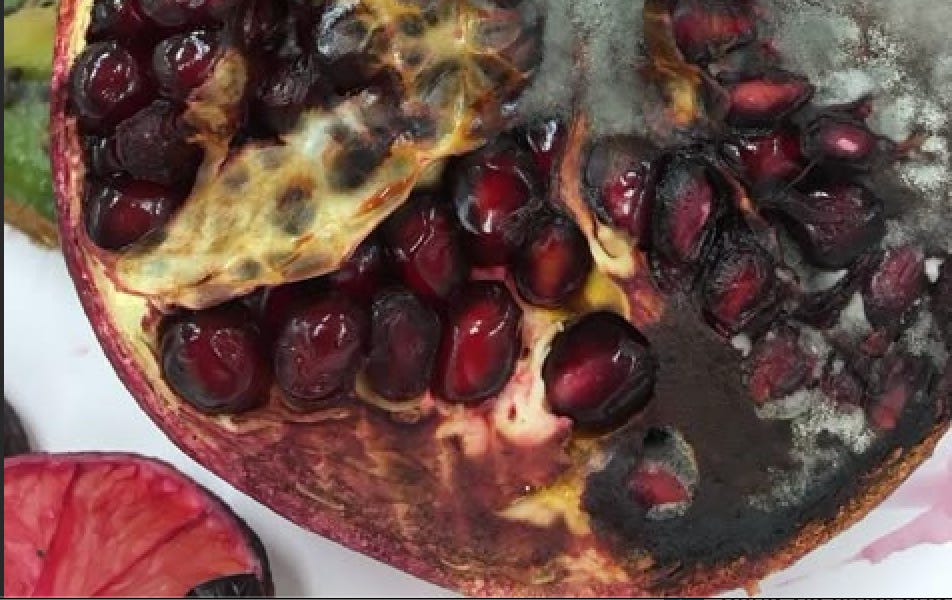 Fruiting Body: Part 1 - by guinep gyal - guinep.gyal
