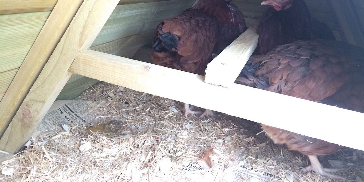 In which we welcomed the chickens! 🐓