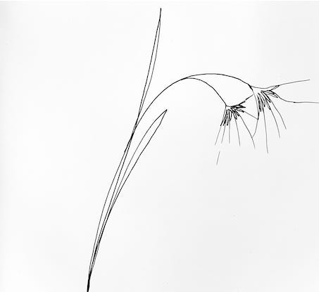 how to draw red oat grass