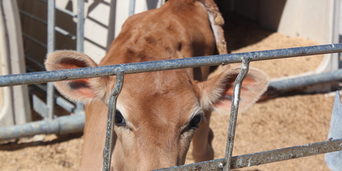 What's the deal with Measure J? - by Ezra Wallach