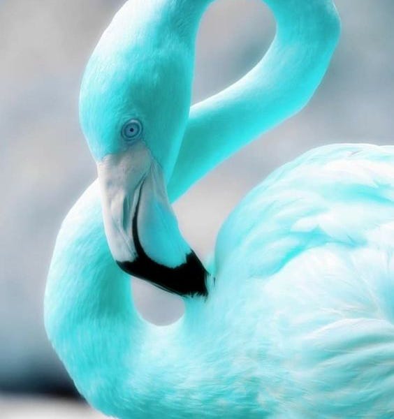 Btween - by Ginger Stockwell - {Flamingo It!}