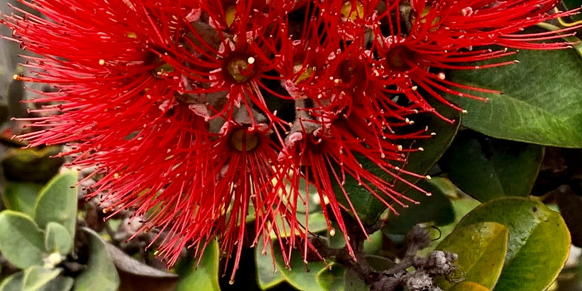 A Poem to a Moth I am in Love With - by Derek