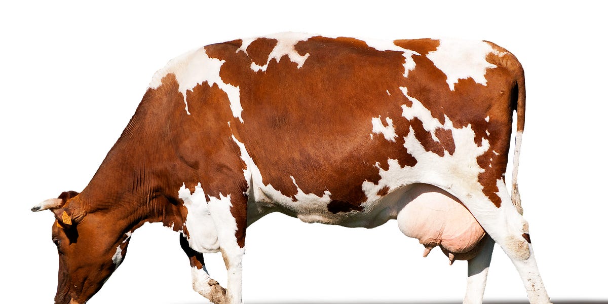 The Truth About Dairy: Why the 'Humane' Label is Misleading