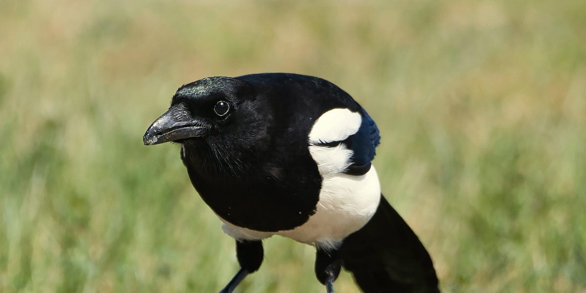 Heed The Magpie - by Chris Hurst - A Wild Spirituality