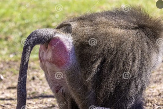 A discussion between anti-Harris panellists – if you have an hour or so ...