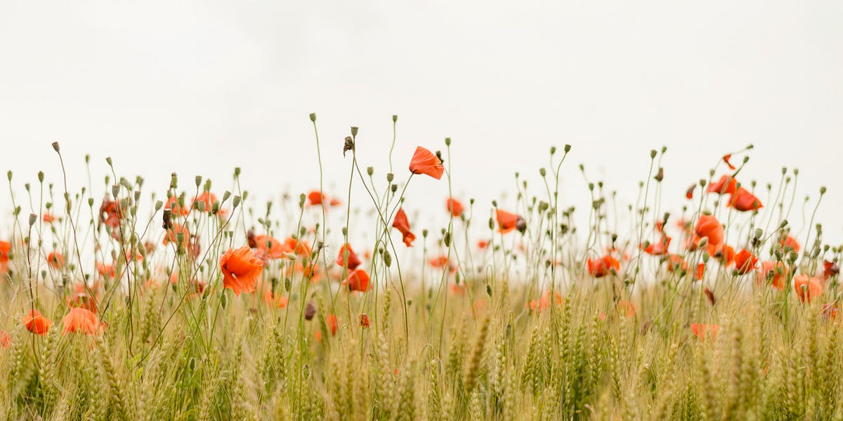 Let Life Come to You - by Anson Seabra - Anson’s Substack