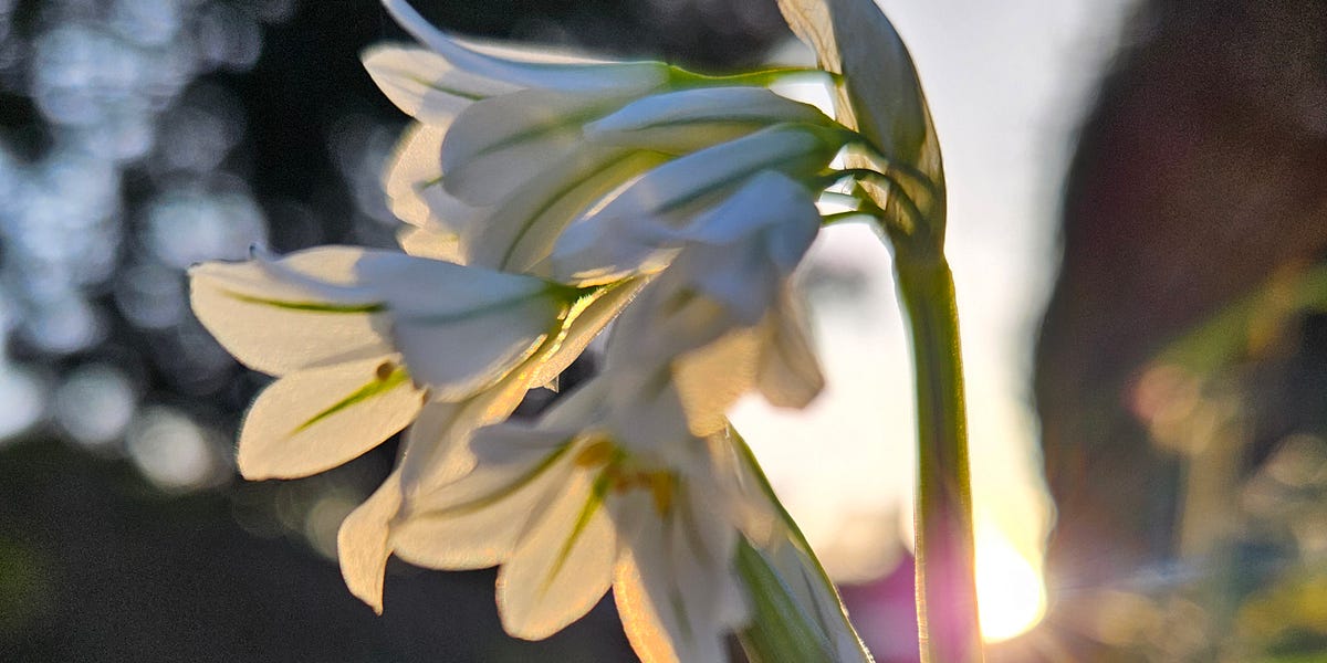 Art or Artifice? - by Holly Farrell - Plants Ink.