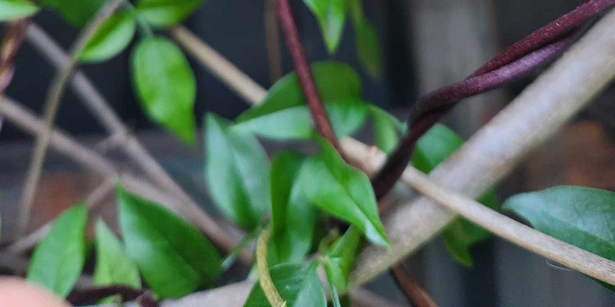 Wonga Wonga vine - by Kat Pearson - Girl in the Green