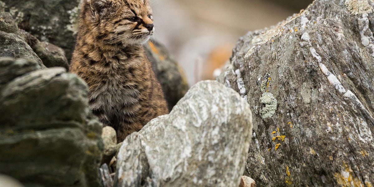 The Kodkod: Smallest Wild Cat in the Americas - RAWR SZN