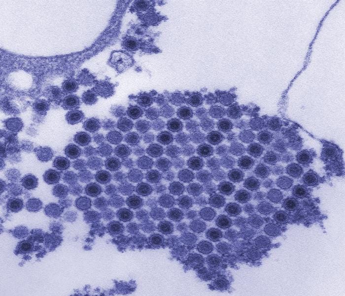 Chikungunya vaccine, Vimkunya, receives FDA nod