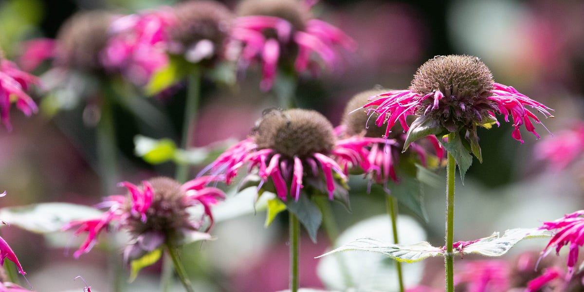 Swift Nation - by Laura B.