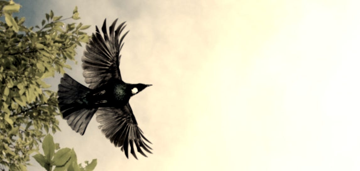 Hey, I Need Your Help - by Mountain Tūī - Mountain Tui