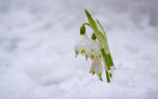 Episode 28: False Spring - Pavement Ends