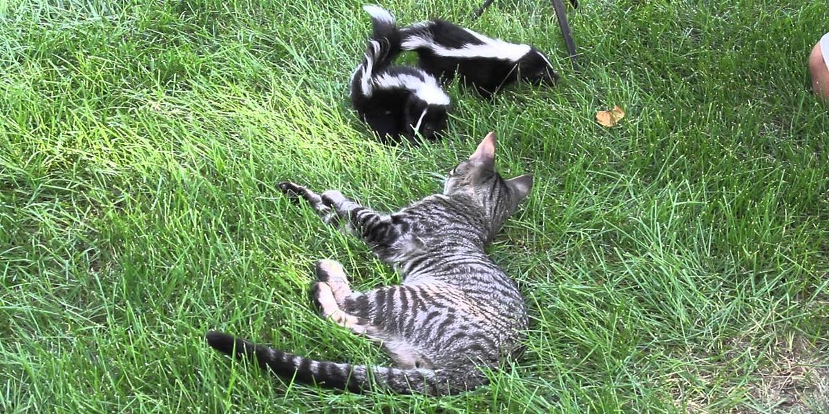 Getting Skunked and the Lord of the Lies - by Thomas Pluck