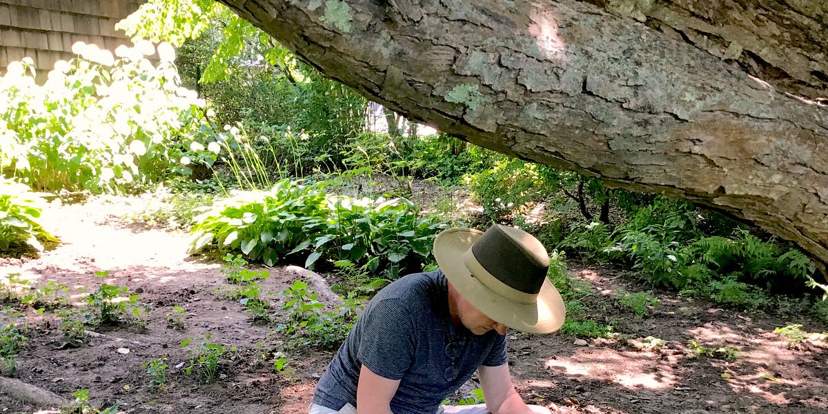 Seed Sowing & Word Weeding - by Kara Westerman (she/her)