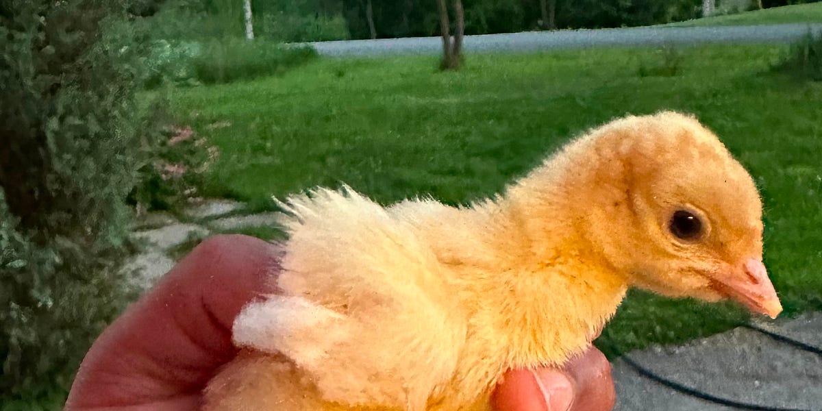 Turkeys in the brooder - by Farmer Thane - Farmer’s Log
