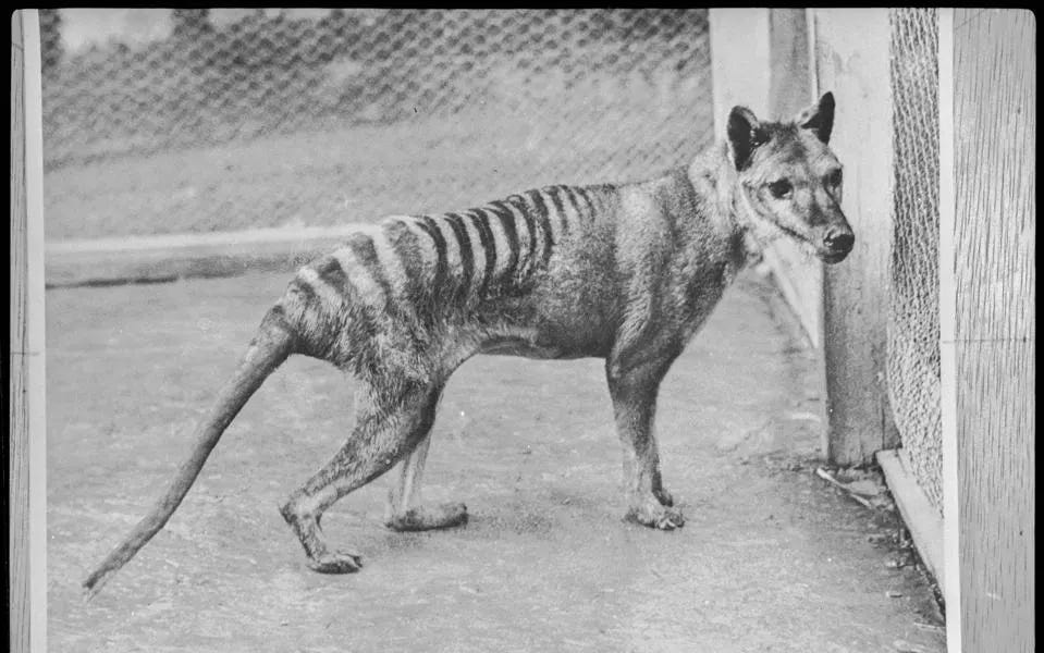 How Some Species Can Go Extinct Twice And Why We Should Care