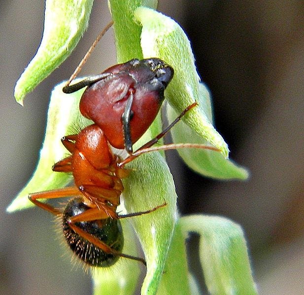 Ant-Nurses Treat Injured Nestmates. - by Jessica Rath