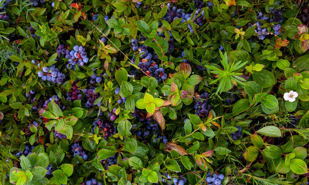 Five Berry Good Things to Make This Summer