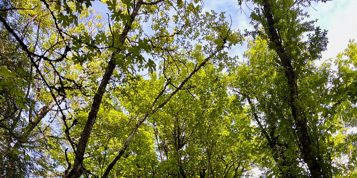 Commonplacing - by Freya Rohn - The Ariadne Archive