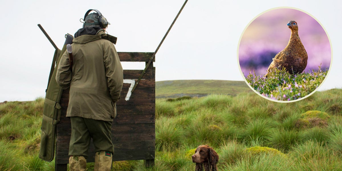 ‘Moor’ bad news for grouse shooting in run up to Inglorious 12th