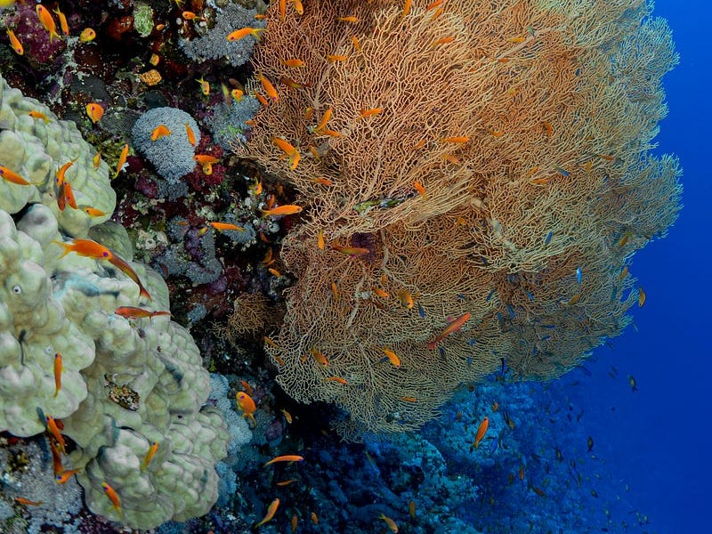 Coral Reef Leadership - by Andy Cleff