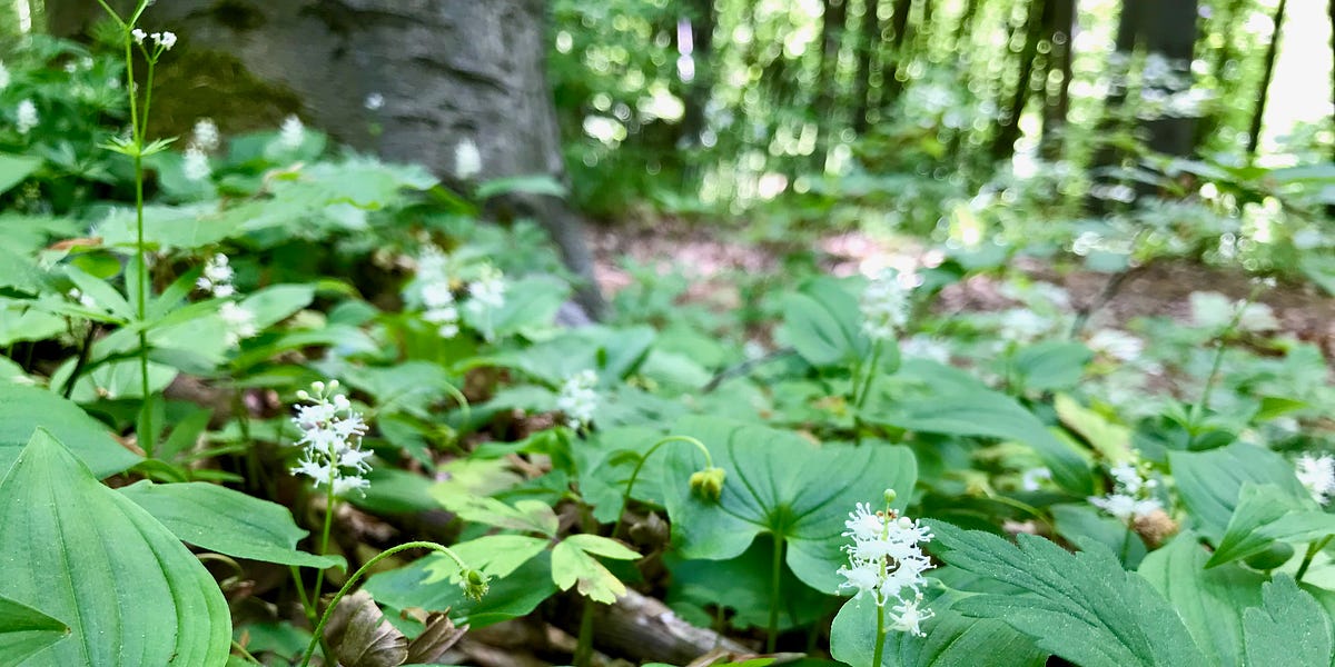 The Void - by Marko - Snapped