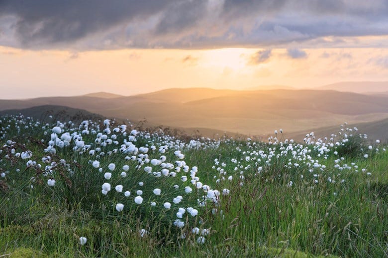 Lluest Y Gwynt Wind Farm.... - by Annie Zak - NOT A NIMBY