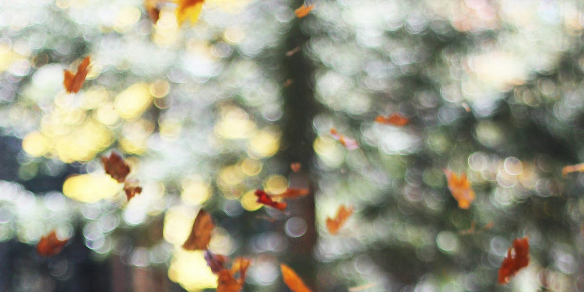 Welcoming Fall and soaring with the leaves - by Sue Ferrera