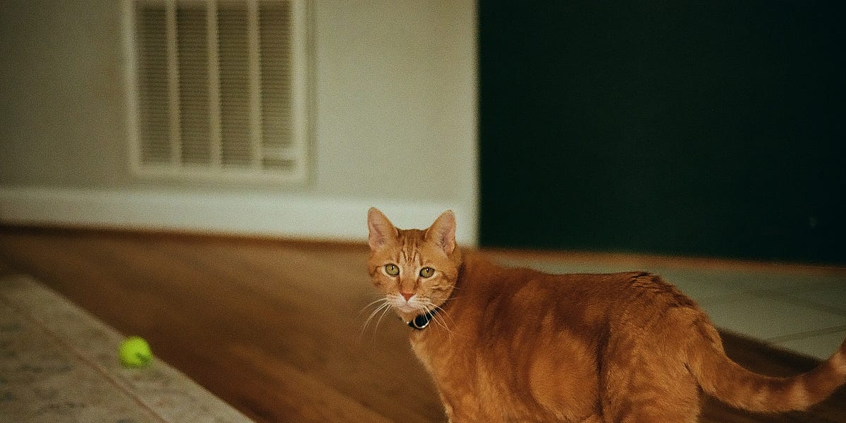 Ronnie the Cat - Mackensie’s Substack