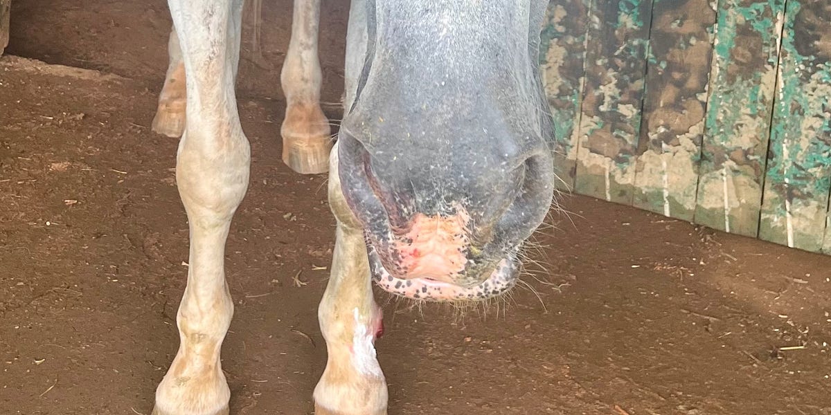 Wounds that won't heal - SnowStack