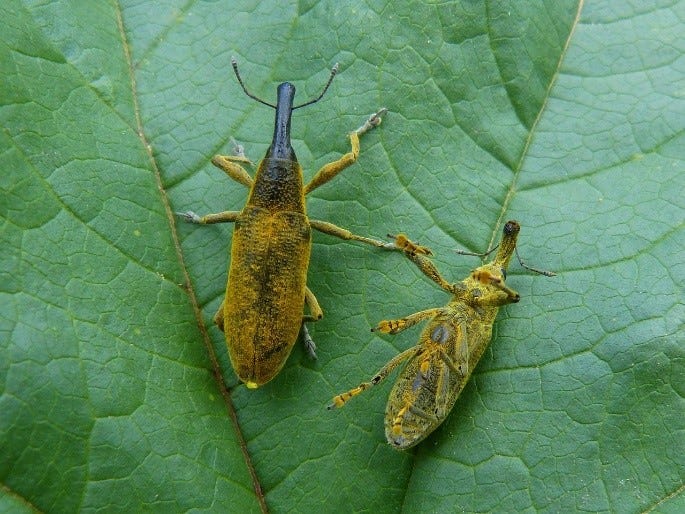 The Lesser of Two Weevils - by Chris LaFontaine