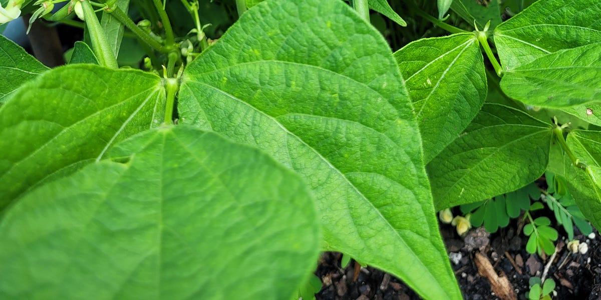 The Origins - by Rain Lopez - Rain’s Substack