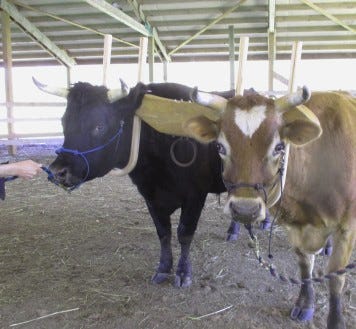 Simple Living and High Thinking: - by Anuttama Budd