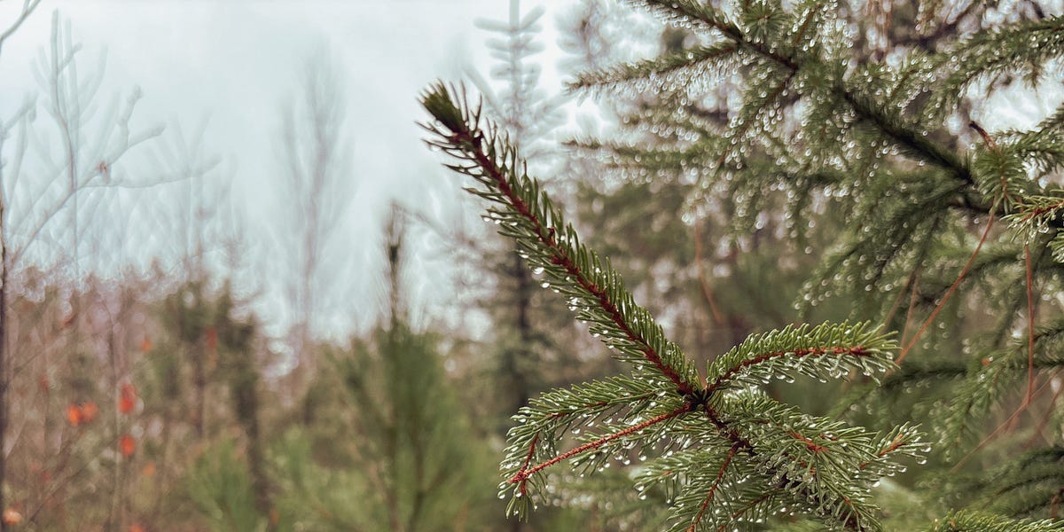 Dispatch 023 - Regarding Bag Taters - by Dave Szweduik