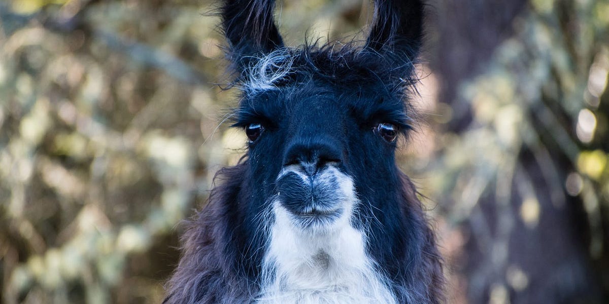 Jared & the Llamas (Forgiveness, or Whatever)