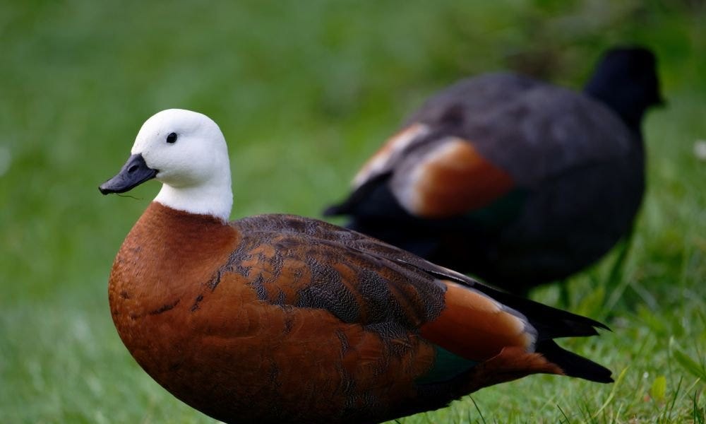 Paradise ducks and what they have taught me about the world