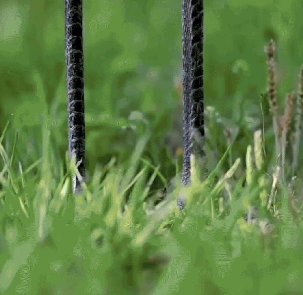 Cantankerous Crane - by Martini Glambassador