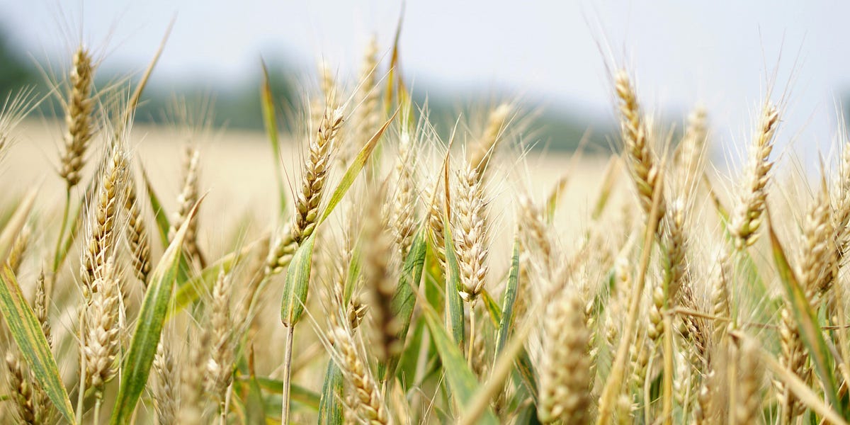 Is Wheat Starch Celiac-Safe? - by Christina Heiser