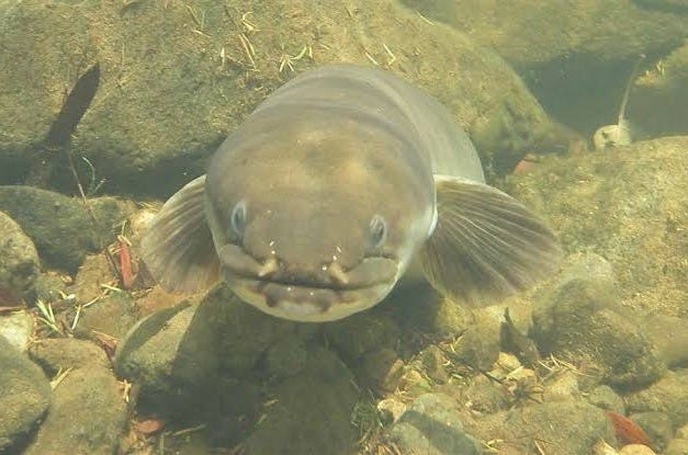 Gore man fined $130k for breach that killed thousands of eels