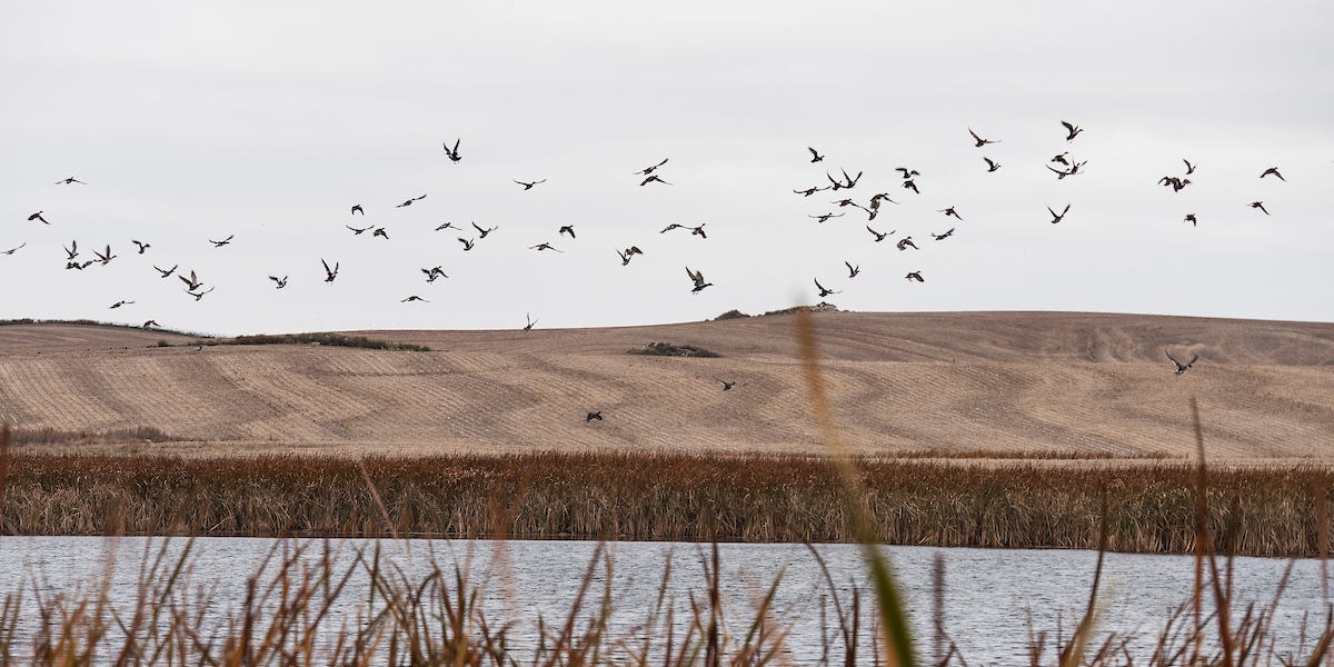 Throwing Feathers in the Wind - by Tony Jones
