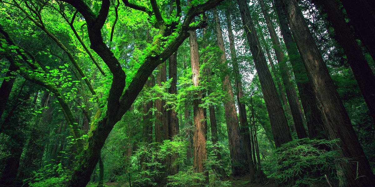 Mesa Socrática sobre el 2025 - by Mateus Bolson Ruzzarin