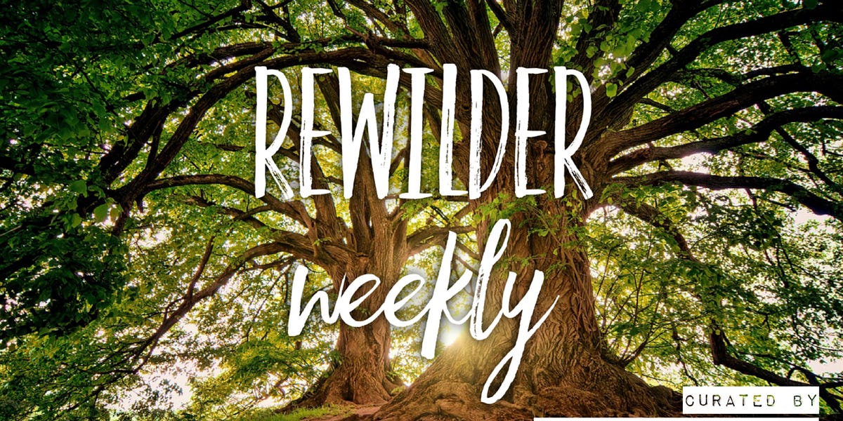 Rewilder Weekly #9 - by Daniel Martin Eckhart