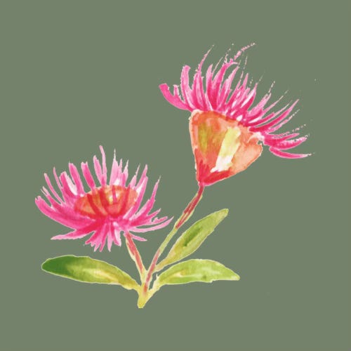 Seeds of Gratitude - by Stephanie Elizabeth
