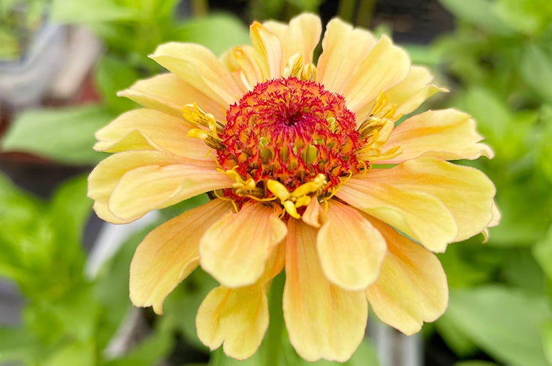 Firefly - by Susie Middleton - Sixburnersue