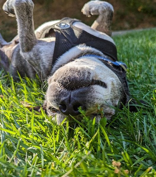 A “Gotcha Day” for Over 2,000,000 Animals