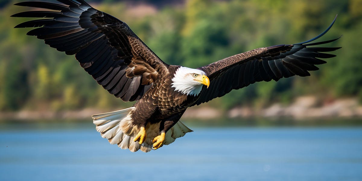 The Comeback King: How the Bald Eagle Rose From the Brink of Extinction