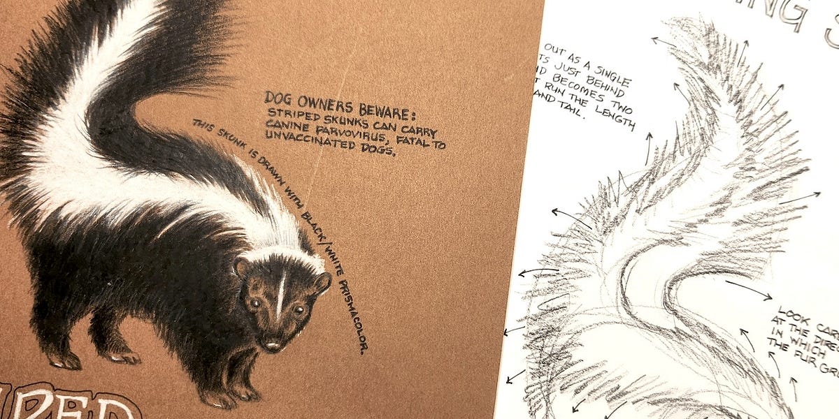 Sketching Skunks - by Val Webb - Drawing the Natural World