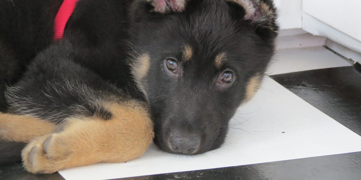 Answers to Shepherdpalooza - by J. F. Riordan